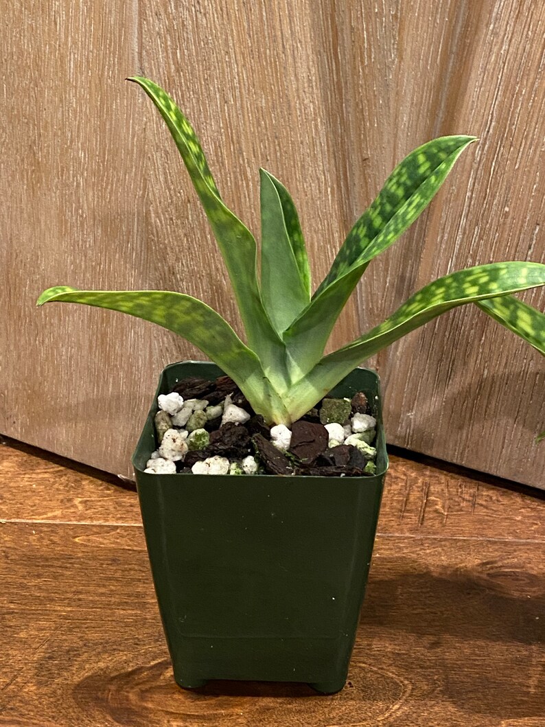 Paph. Javanicum haley Suzanne AM/AOS X Sib Blooming Size - Etsy