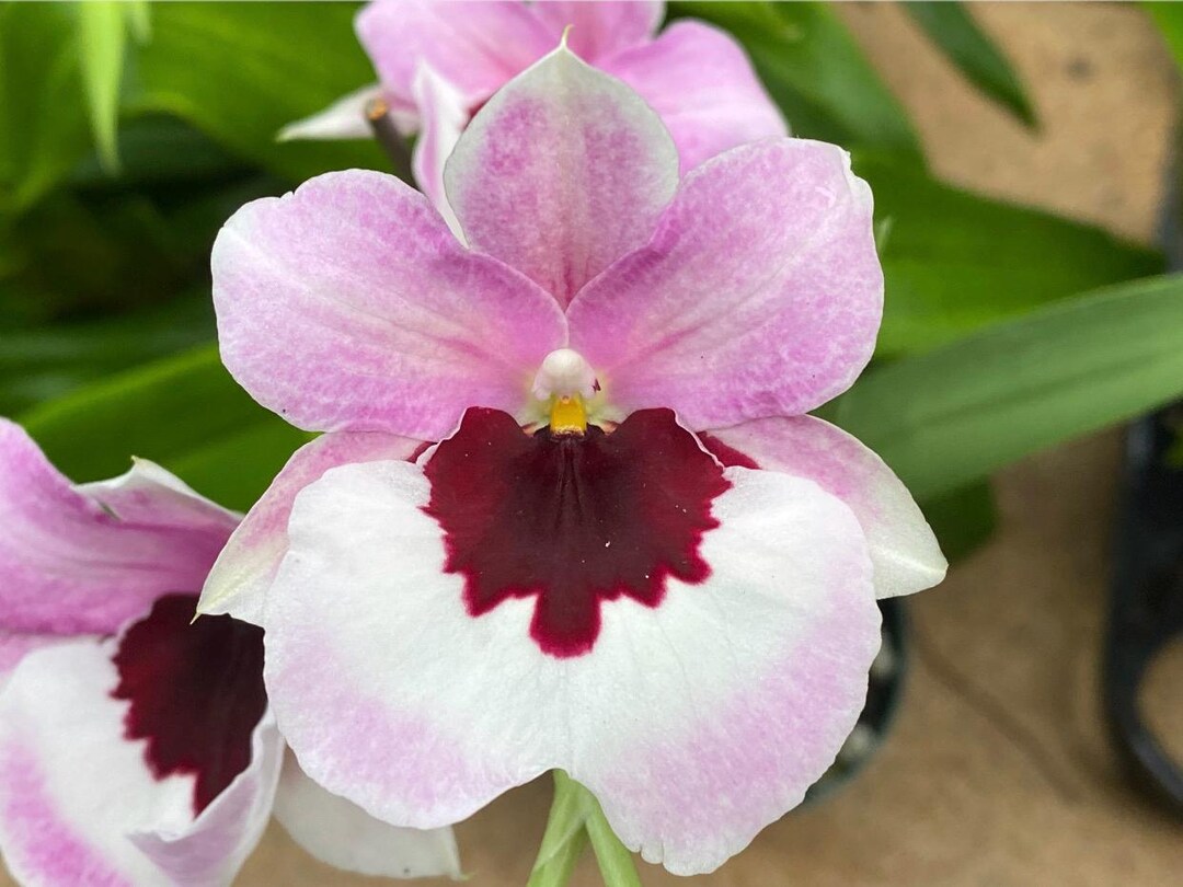 Miltoniopsis Maui Passion ‘love Lace’ × Edie Brown (4" Pot) - Etsy