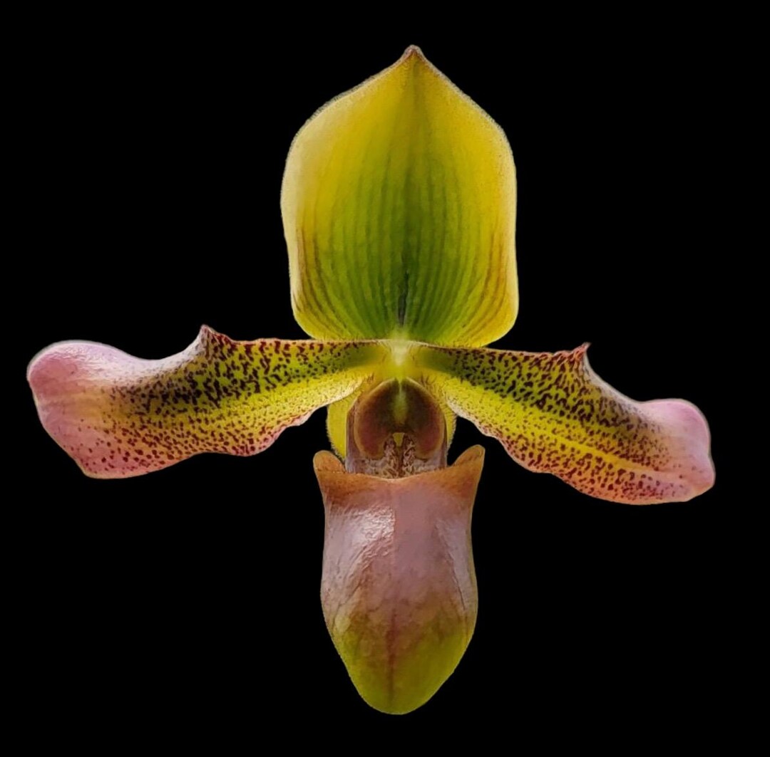 In Spike/ Bud - Paph. Xanthophyllum (volonteanum X Mastersianum) (3.5 ...