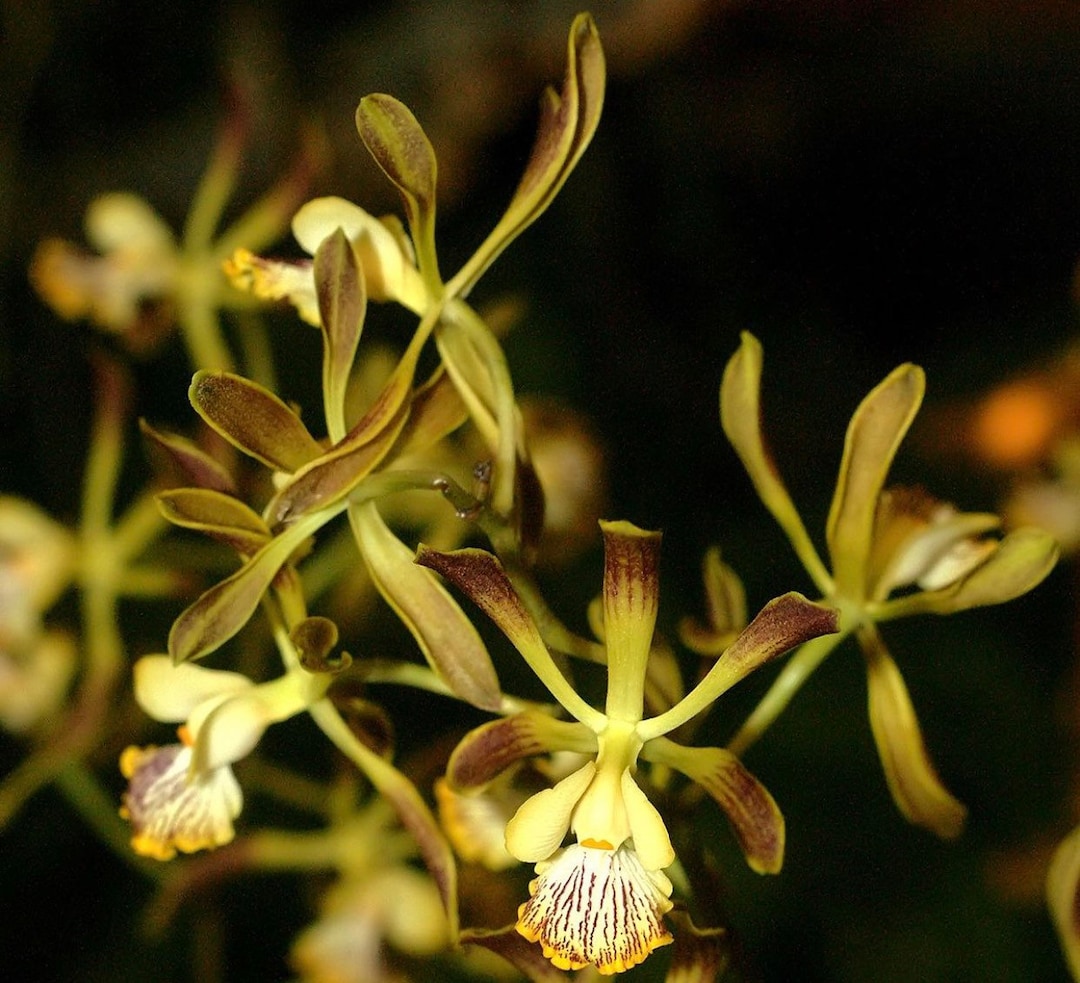 Encyclia Alata X Sib 3.5 Pot - Etsy