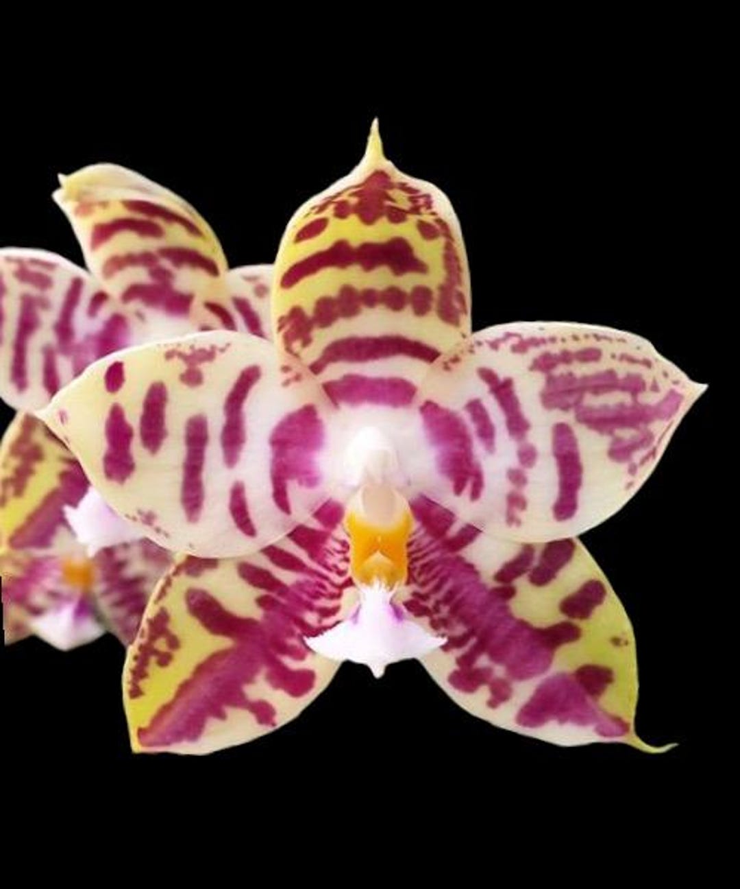 Fragrant Phalaenopsis Lyndon Mix Zebra ‘708’ (3" Pot) - Etsy