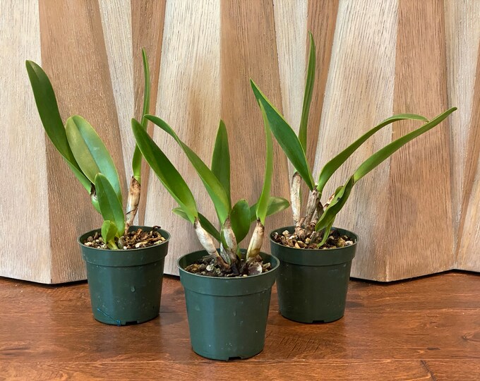 Pot. Lila Ashitomi 'hawaiian Flare' (pot. Silk Road Sunsire X Blc ...