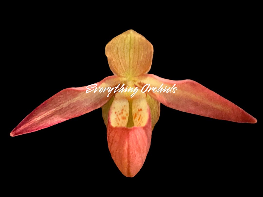 In Bloom Phrag. Millbrook (besseae X Nicolle Tower) (4.5" Pot) - Etsy