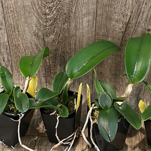 Rlc. Sung Ya Green 'mailman' (2.5” Pot) - Etsy