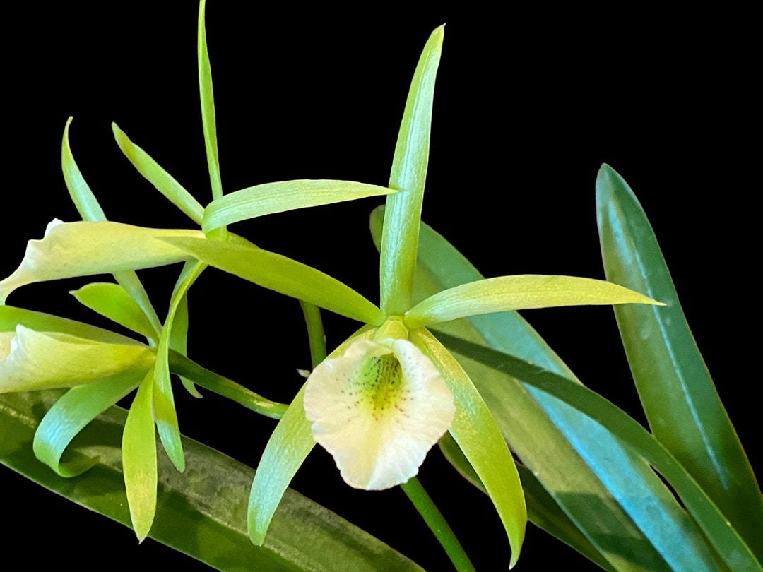 SALE Procavatola Key Lime Stars lime Sherbert X B. Nodosa 3.5 Pot - Etsy