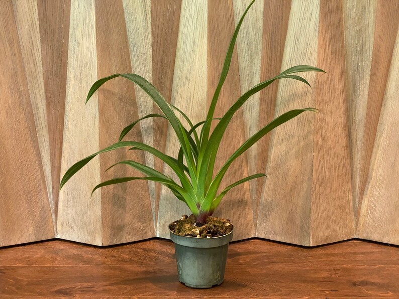 Phrag. QF Nohea phrag. Patti Machale X Naukana Kealoha - Etsy