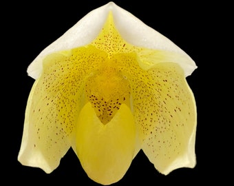 Paph. QF Mini thaianum X Lecochilum BS, 2 Pot - Etsy