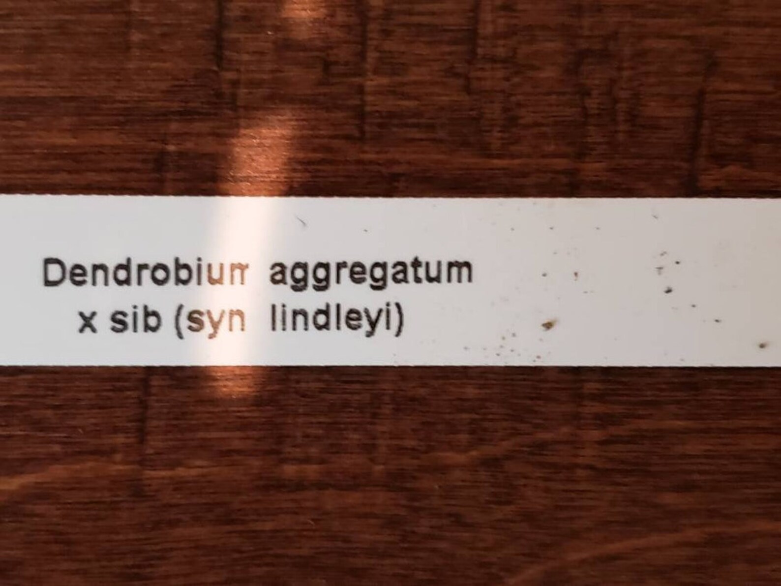 Fragrant Dendrobium Aggregatum syn. Lindleyi 4 Pot - Etsy