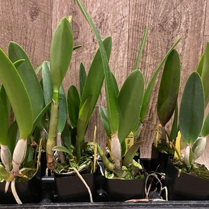 Rby. Copper Queen 2.5 Pot - Etsy