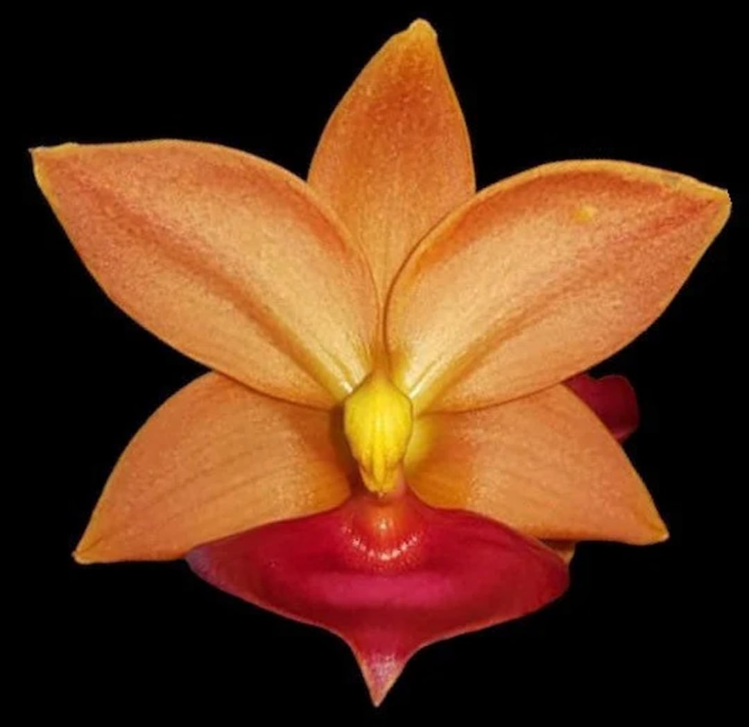 Fragrant Cycnodes Taiwan Gold ‘orange’ (2.5” Pot) - Etsy