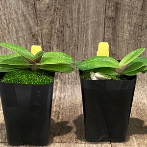 Paph. Angela fairrieanum X Niveum 2 Pot - Etsy