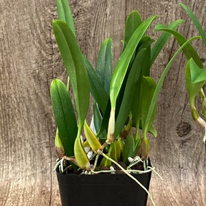 Bulbophyllum Biflorum Blooming Size (3.5” Pot) - Etsy