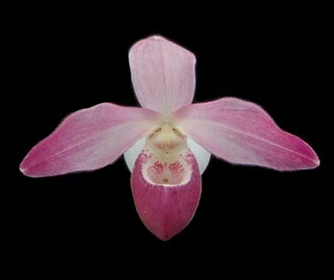 Phrag. Sarah Beth (magdalene Rose X Schlimii (3.5" Pot) - Etsy