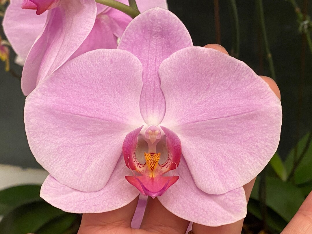 Phalaenopsis Dtps Yu Pin Dream Girl Pink 4 5 Pot Etsy