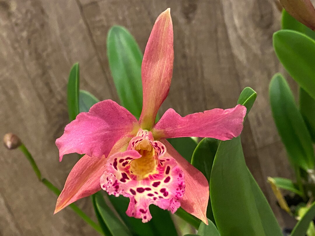 Rby. Copper Queen (2.5” Pot) - Etsy