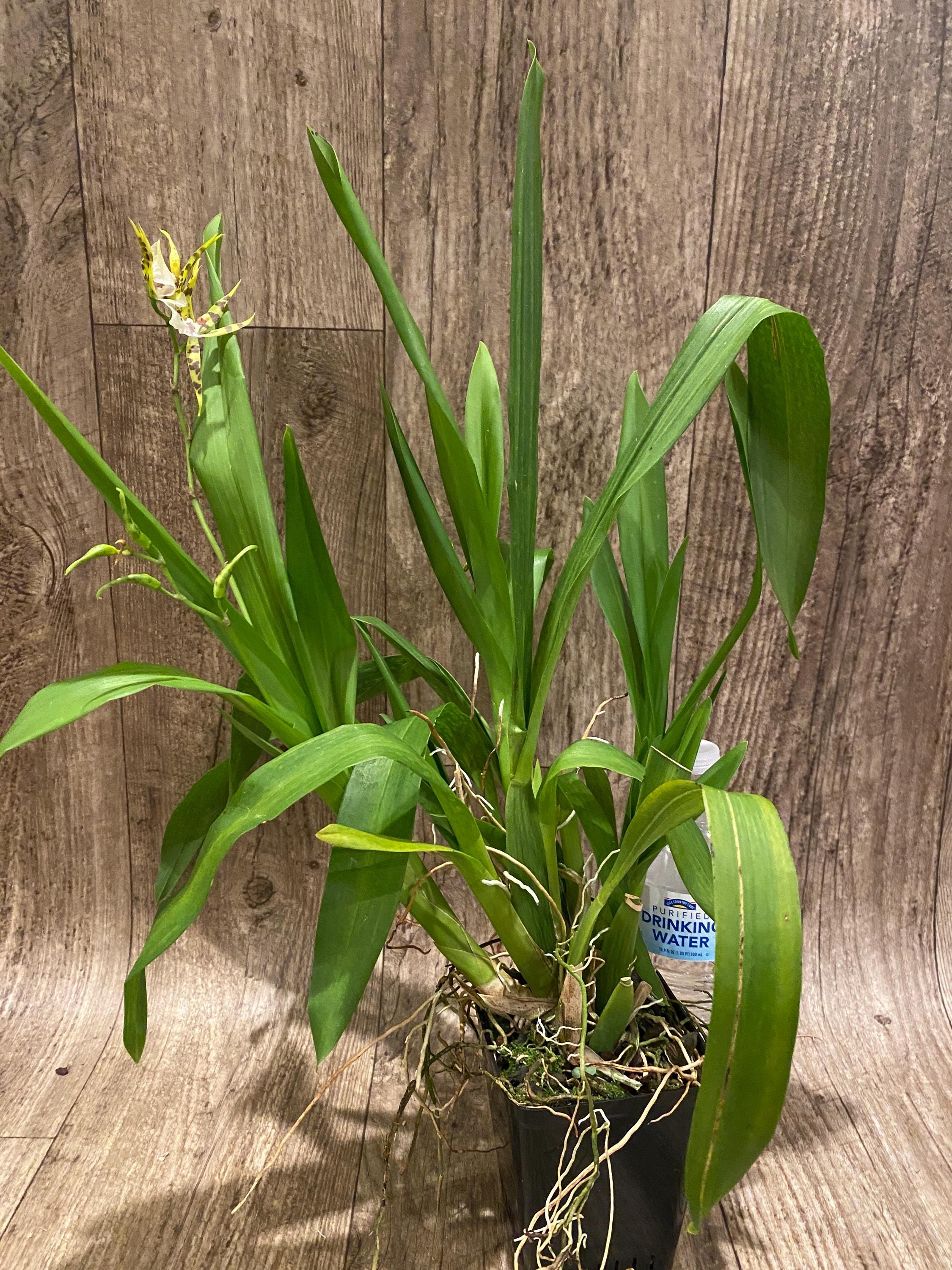 Miltassia Golden Spider ‘copius’ (3.5" Pot) - Etsy