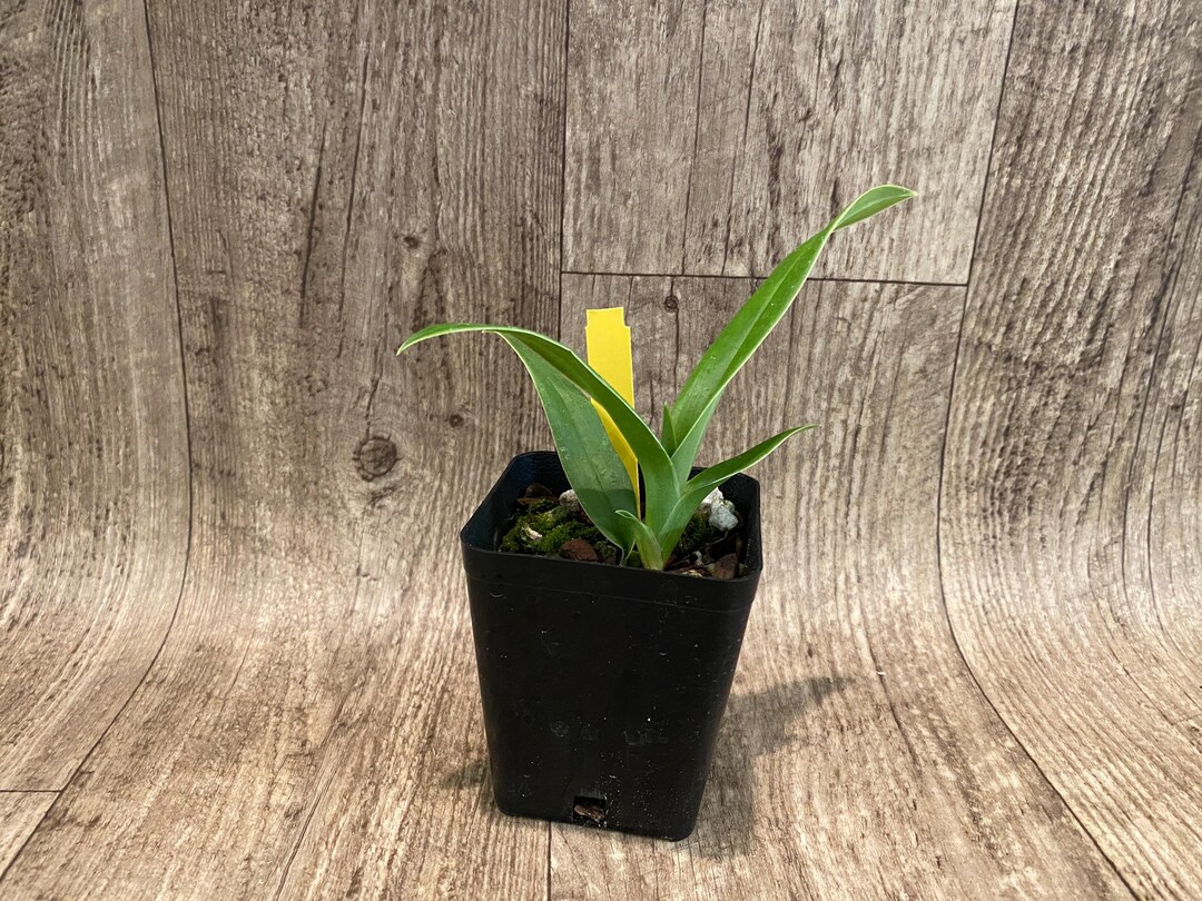 Phrag. Inca Rose 'white Hot' X Acker's Dream (3.5" Pot) - Etsy