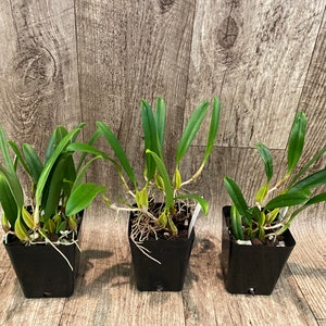 Bulbophyllum Biflorum Blooming Size (3.5” Pot) - Etsy