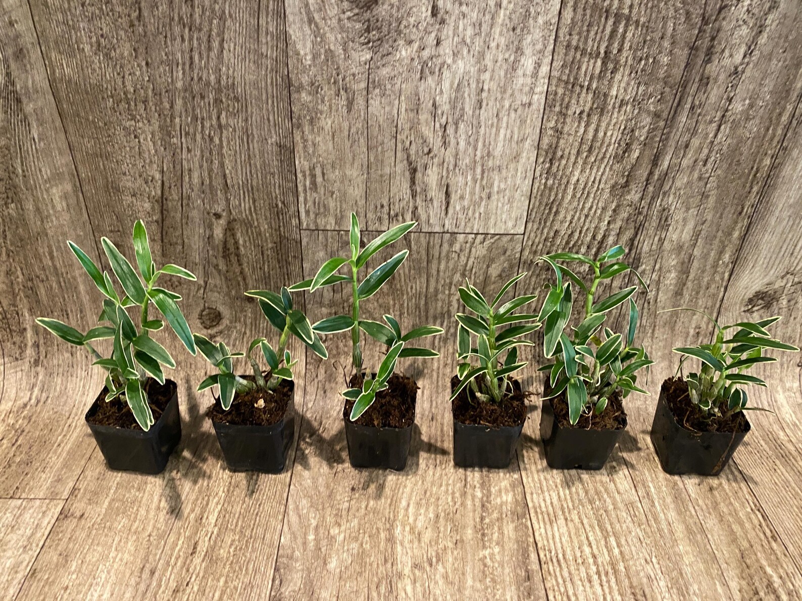 Variegated Dendrobium Affine Moniliforme (2” Pot) - Etsy