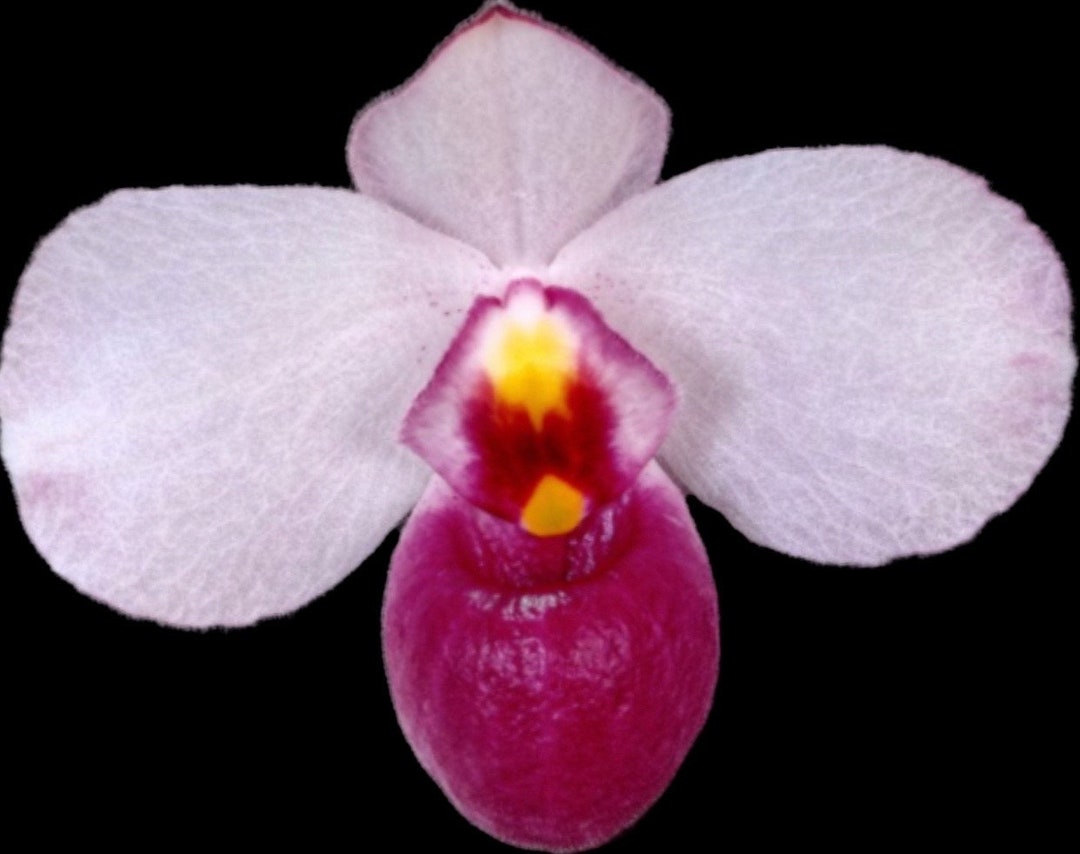 IN SPIKE Paph. Delenatii V. Vinicolor X Sib 'dark' 3.5 Pot - Etsy