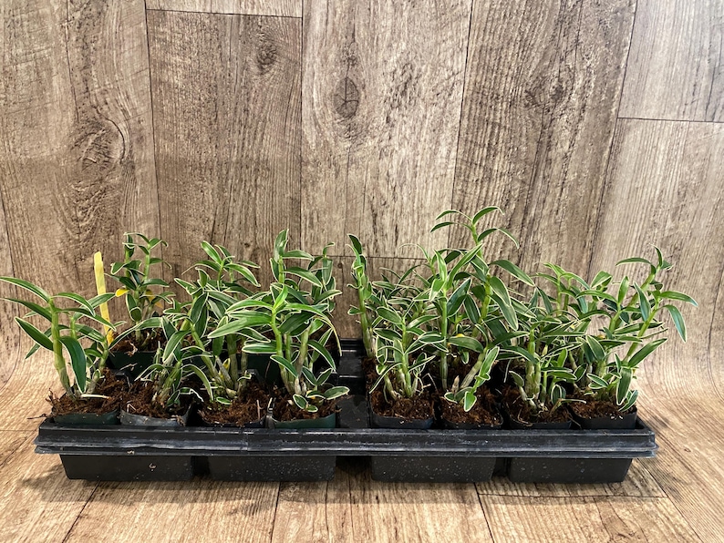 Variegated Dendrobium Affine Moniliforme (2” Pot) - Etsy