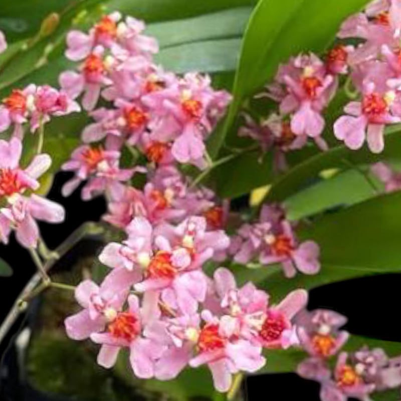 Twinkle Oncidium Orchid - Etsy