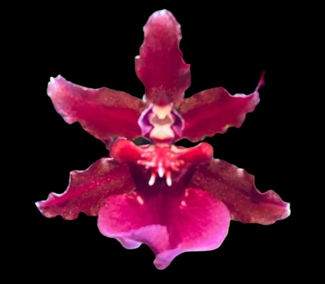 Double Spikes & Fragrant Oncidium Sharry Baby red Fantasy 3.5 Pot - Etsy