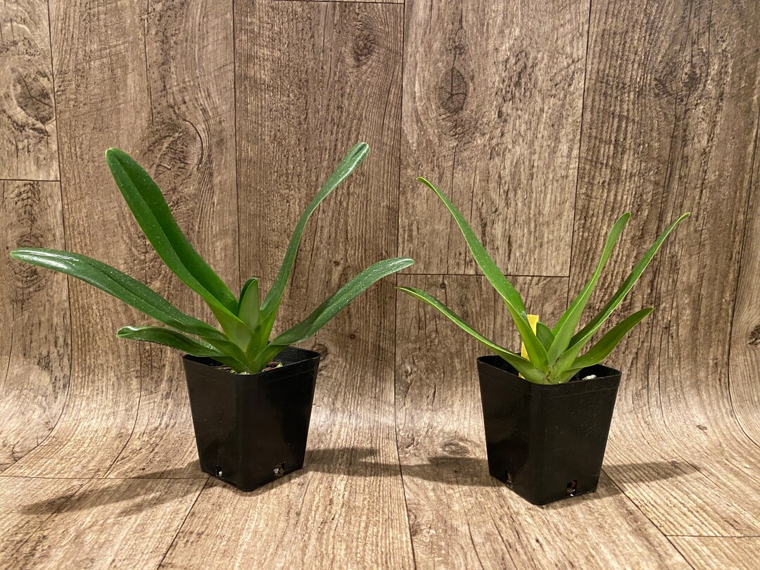 Paph. Supardii X Sib 'dragon Dance''golden Boy' 3.5 Pot - Etsy