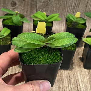 Paph. Angela fairrieanum X Niveum 2 Pot - Etsy