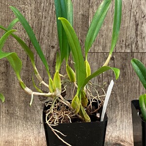 Bulbophyllum Biflorum Blooming Size (3.5” Pot) - Etsy