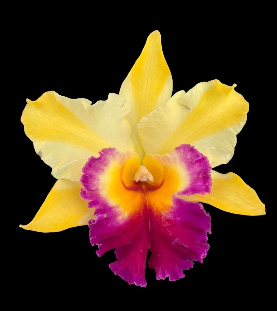 Rlc. Amazing Thailand X Rlc. Chomthong Delight (5” Pot) - Etsy