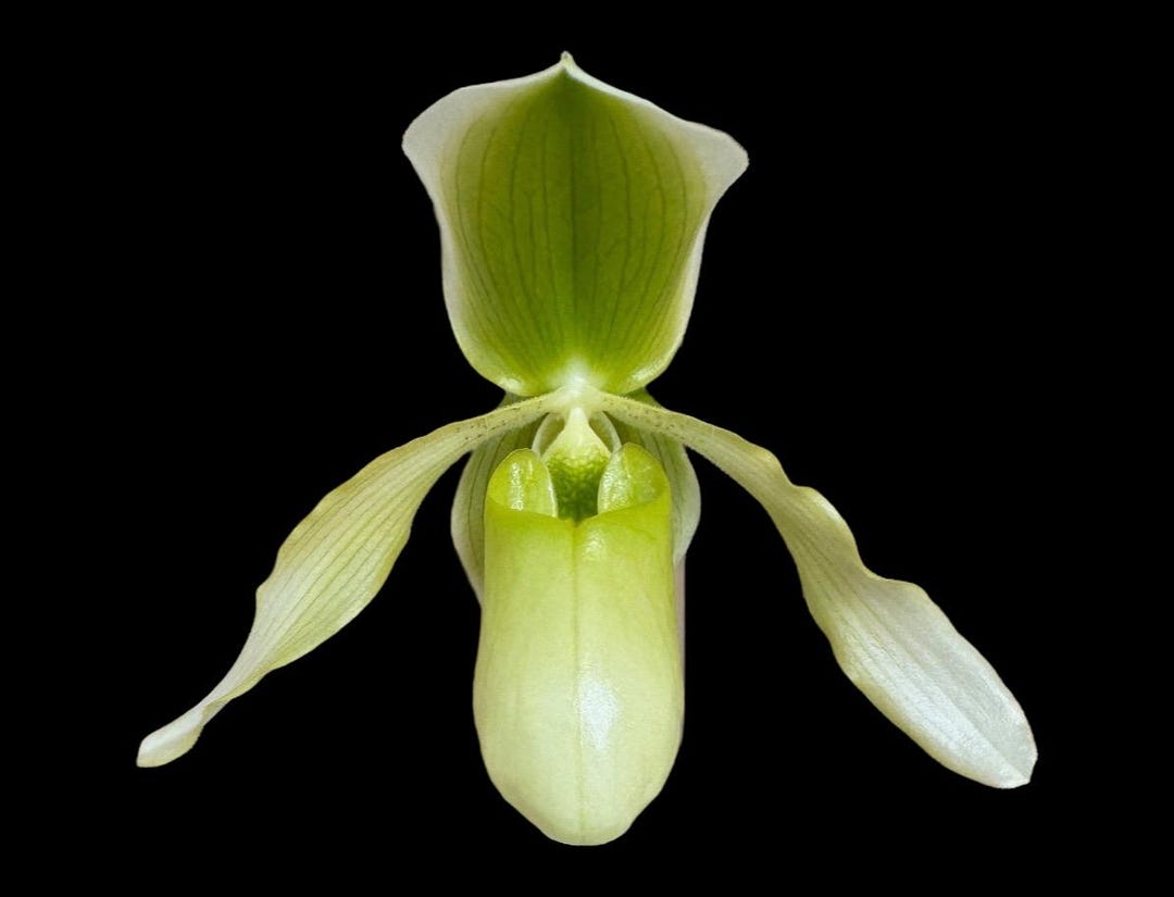 In Spike Paph. Joseito #2 × Toni Semple 'eve' (3.5” Pot) - Etsy