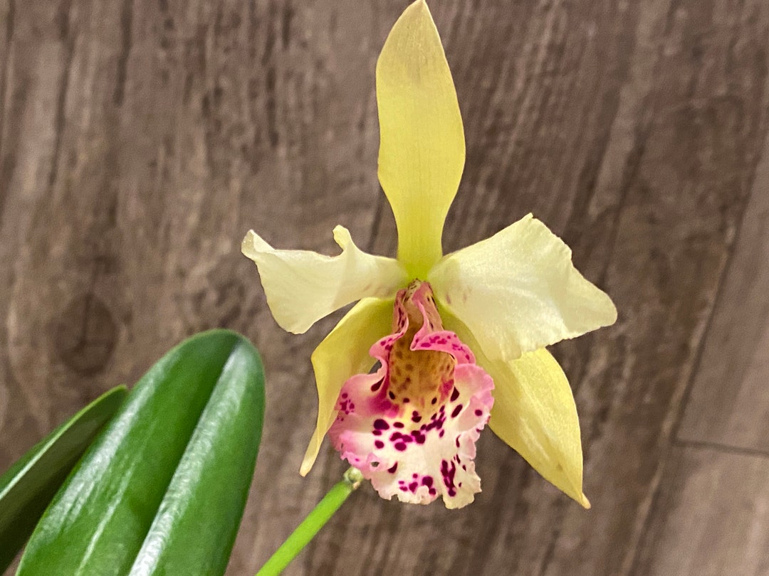 RARE in Bud/ Bloom Rby. Copper Queen YELLOW FLOWER 2.5 Pot - Etsy