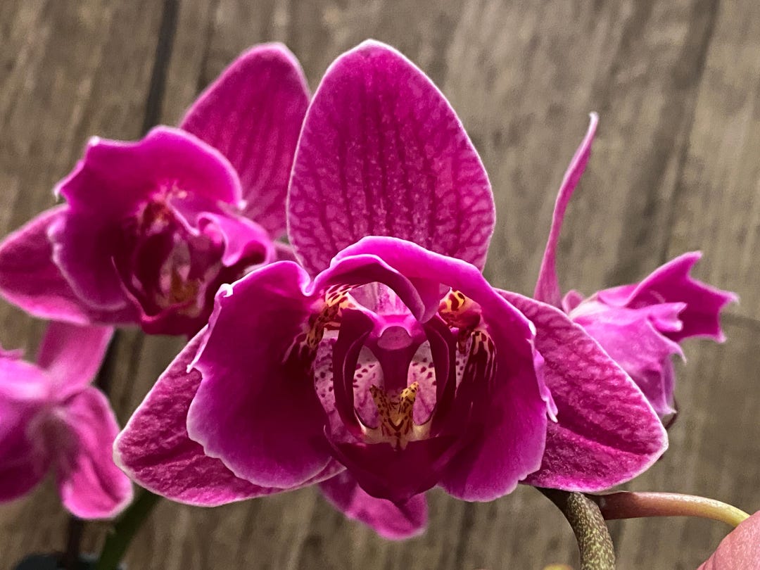 Double Spikes Phalaenopsis Peloric Spike 33” Tall (4.5" Pot) - Etsy