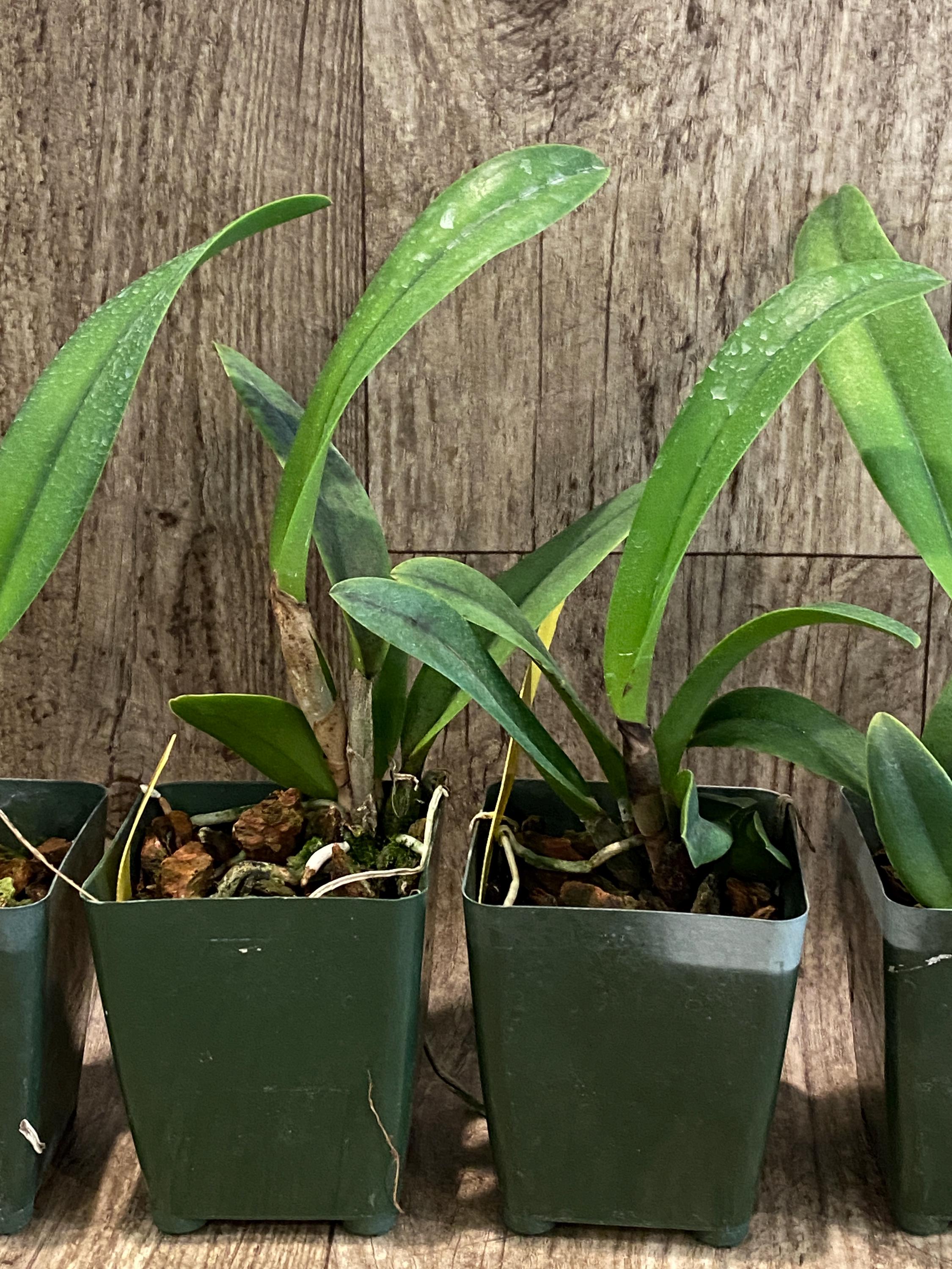 Cattleya Pot. Shin Shiang Diamond Tai Young (3.5” Pot) - Etsy