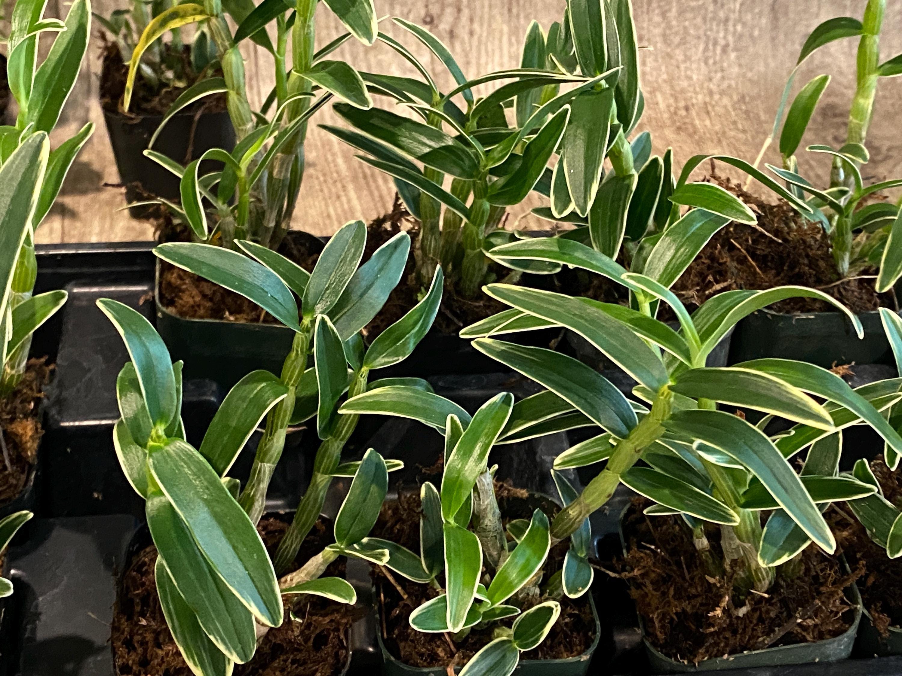 Variegated Dendrobium Affine Moniliforme (2” Pot) - Etsy