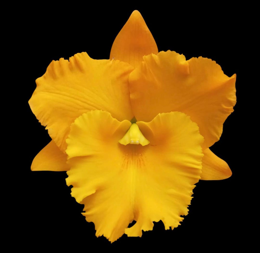 Rlc. Thaksina Gold (5” Pot) - Etsy