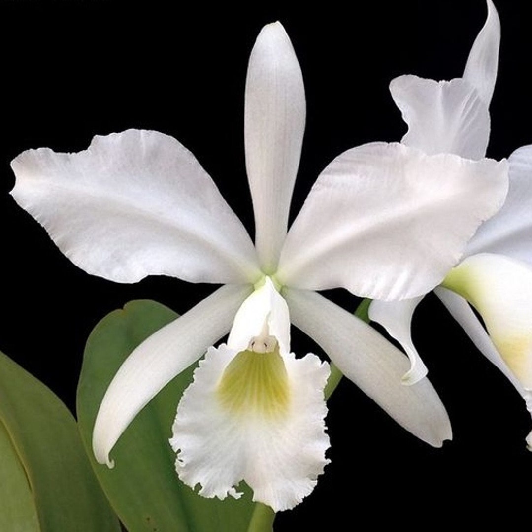 Cattleya Jenmanii V. Alba (5” Pot) - Etsy