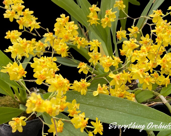 Mini Oncidium Twinkle ‘yellow Sunlight’ (3.5” Pot) - Etsy