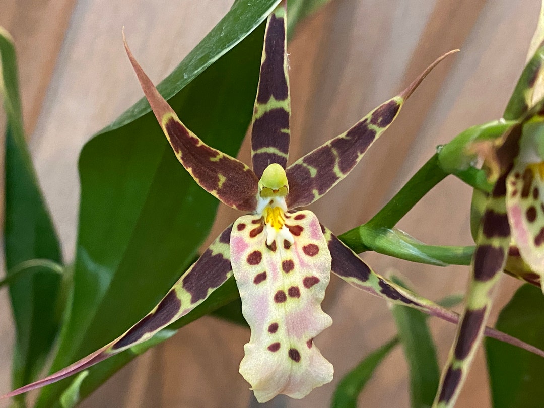 Miltassia Shelob 'okika' BLOOMING SIZE 3.5 Pot - Etsy
