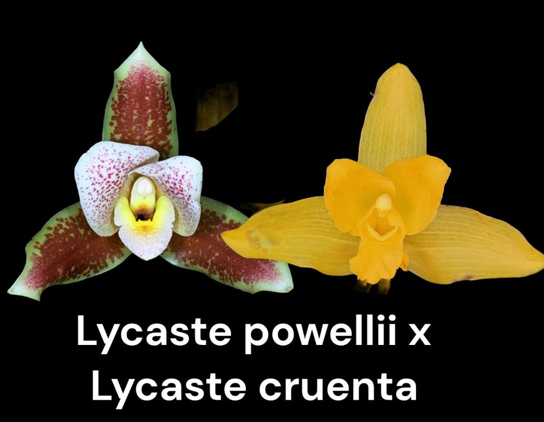Lycaste Powellii × Lycaste Cruenta (3.5” Pot) - Etsy