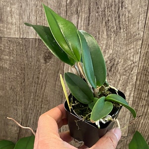 Rlc. Sung Ya Green 'mailman' (2.5” Pot) - Etsy