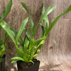 Miltassia Shelob 'okika' BS, 3.5 Pot - Etsy