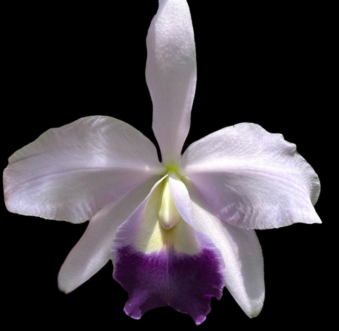 Lc. Mini Purple X C. Labiata 'blue' X 'blue (3.5 Pot) - Etsy