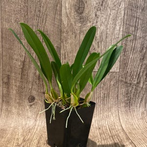 Bulbophyllum Biflorum Blooming Size (3.5” Pot) - Etsy