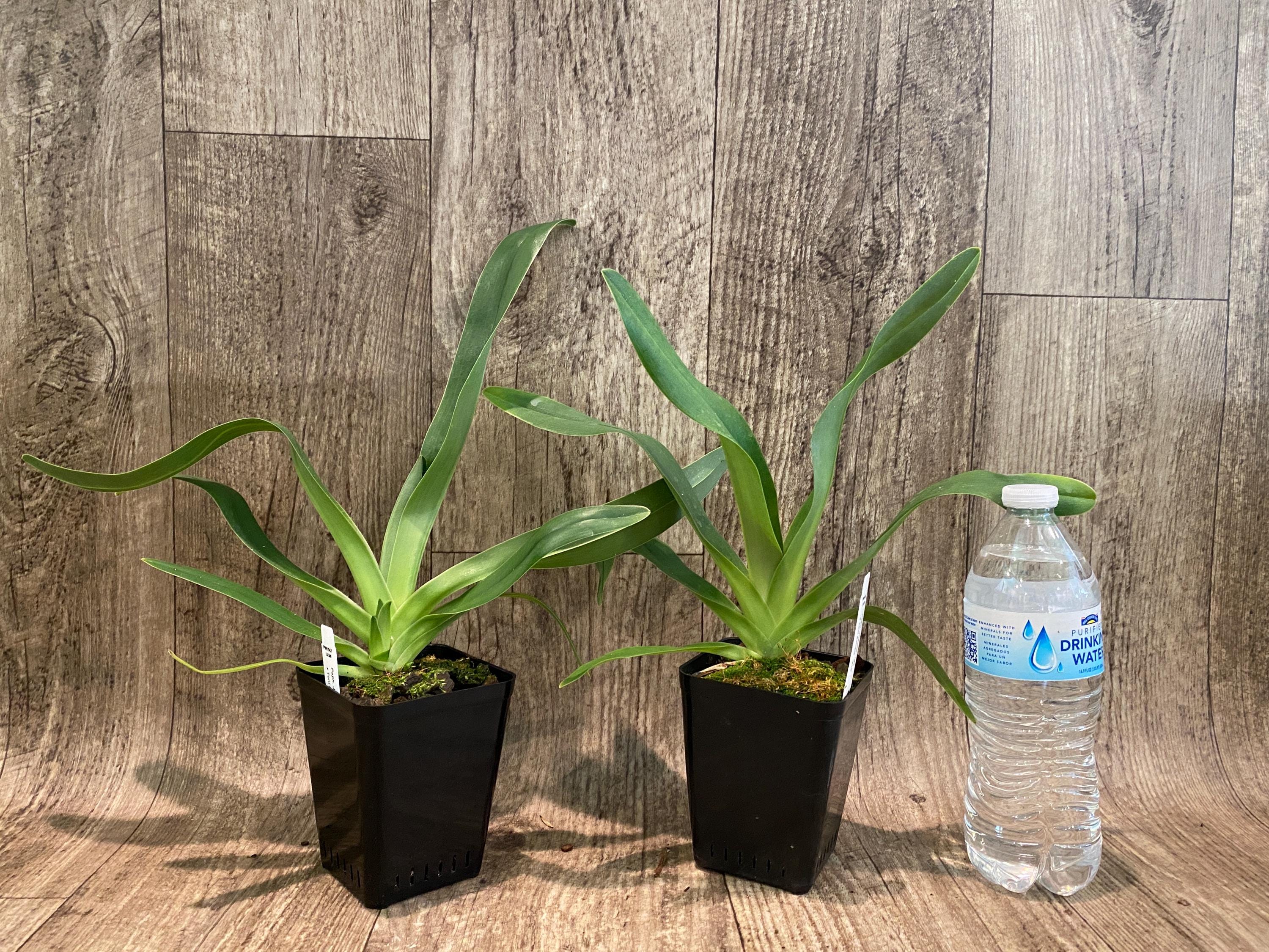 Paph. Joseito '#2' × Toni Semple 'eve' Blooming Size (3.5” Pot) - Etsy