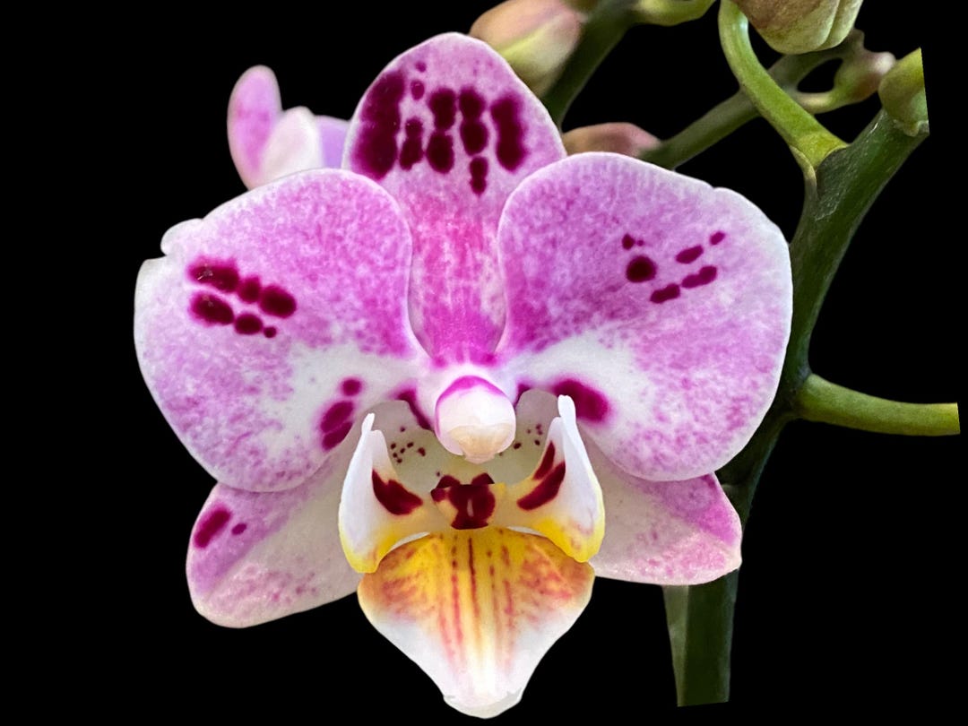 Double Spikes Phal. Yushan Twi Lip X Yushan Little Pearl 3.5 Pot - Etsy