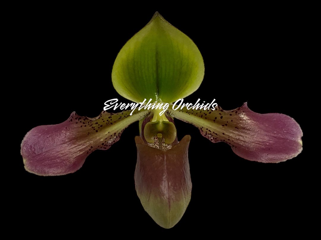In Bloom - Paph. Xanthophyllum (volonteanum X Mastersianum) (3.5” Pot ...