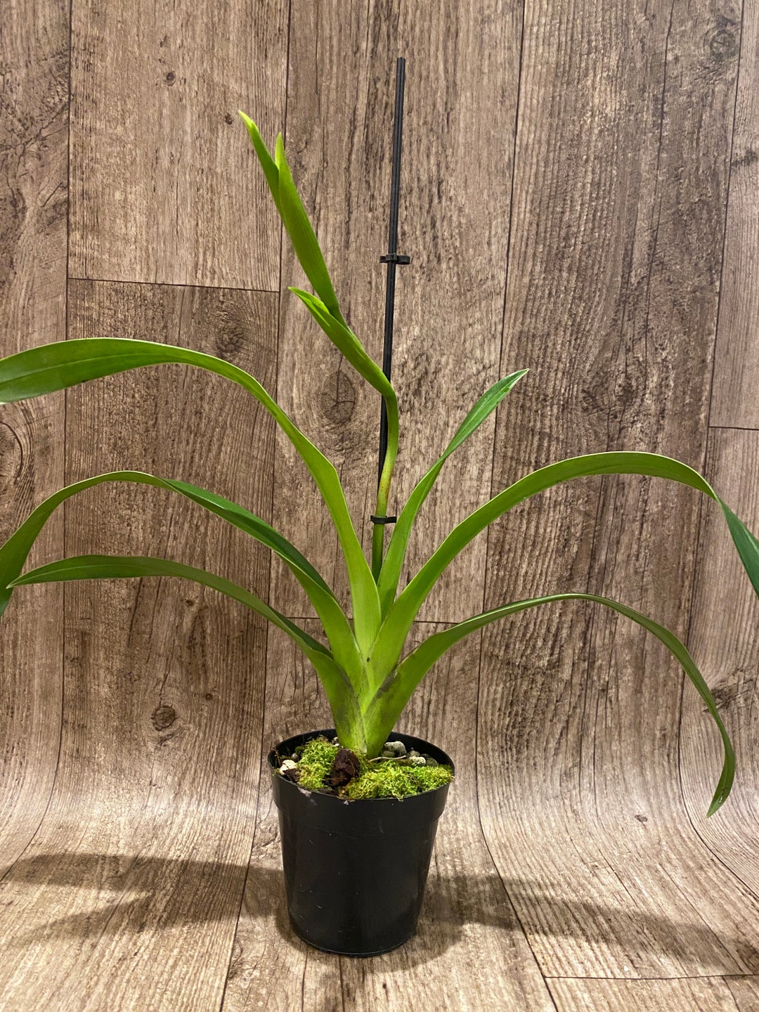 In Spike Phragmipedium Phrag. QF Wallea Maui 4.5 Pot - Etsy