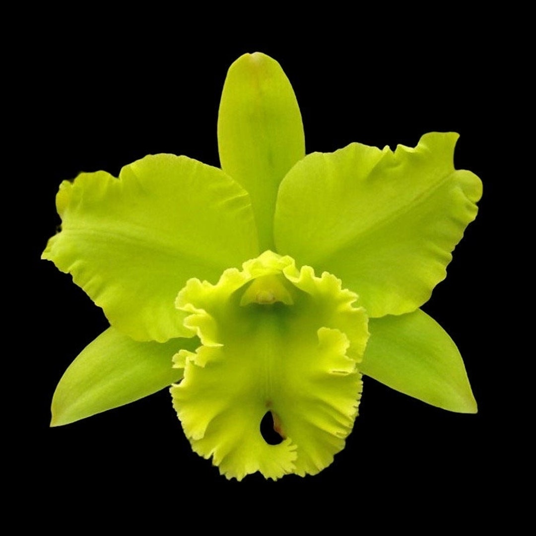 Rlc. Sung Ya Green 'mailman' (2.5” Pot) - Etsy